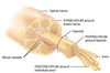 Fascial Layers, Part 2 + Anatomy of a Nerve — Tami Apland, LMT