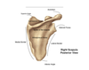The Shoulder: Bony Anatomy, Part 1 — Tami Apland, LMT