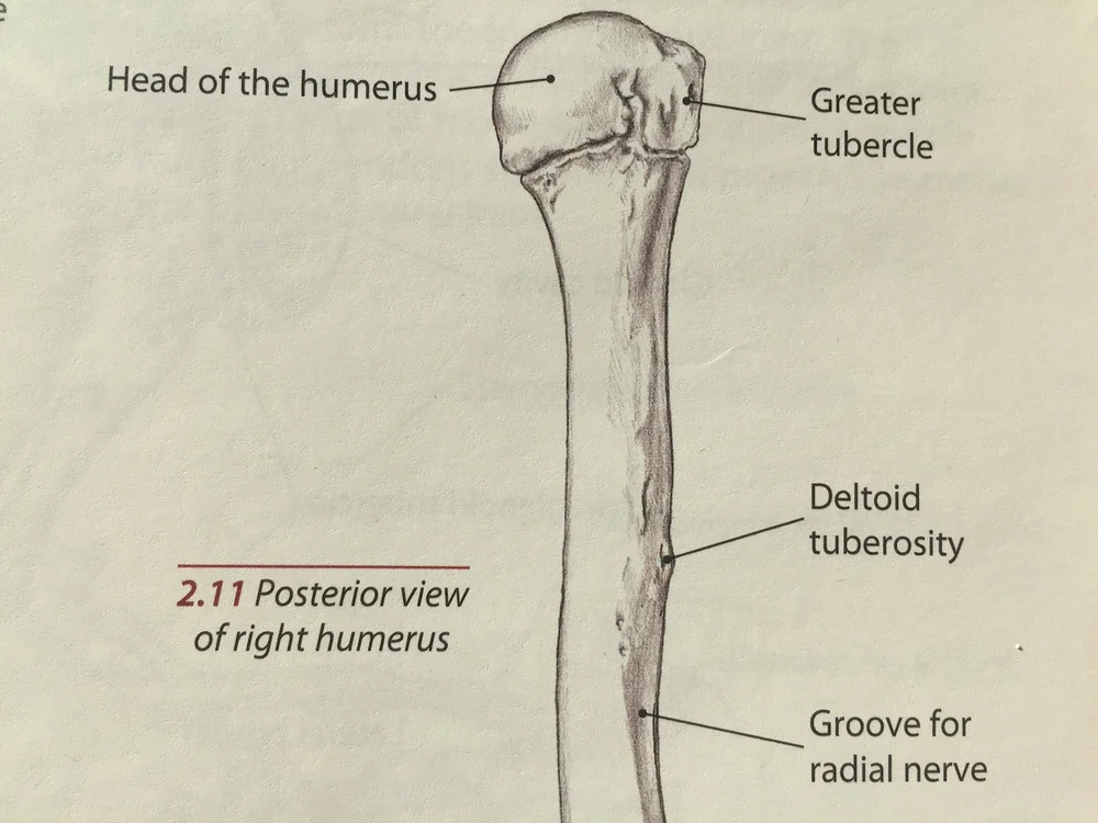 Greater Tubercle Of Humerus
