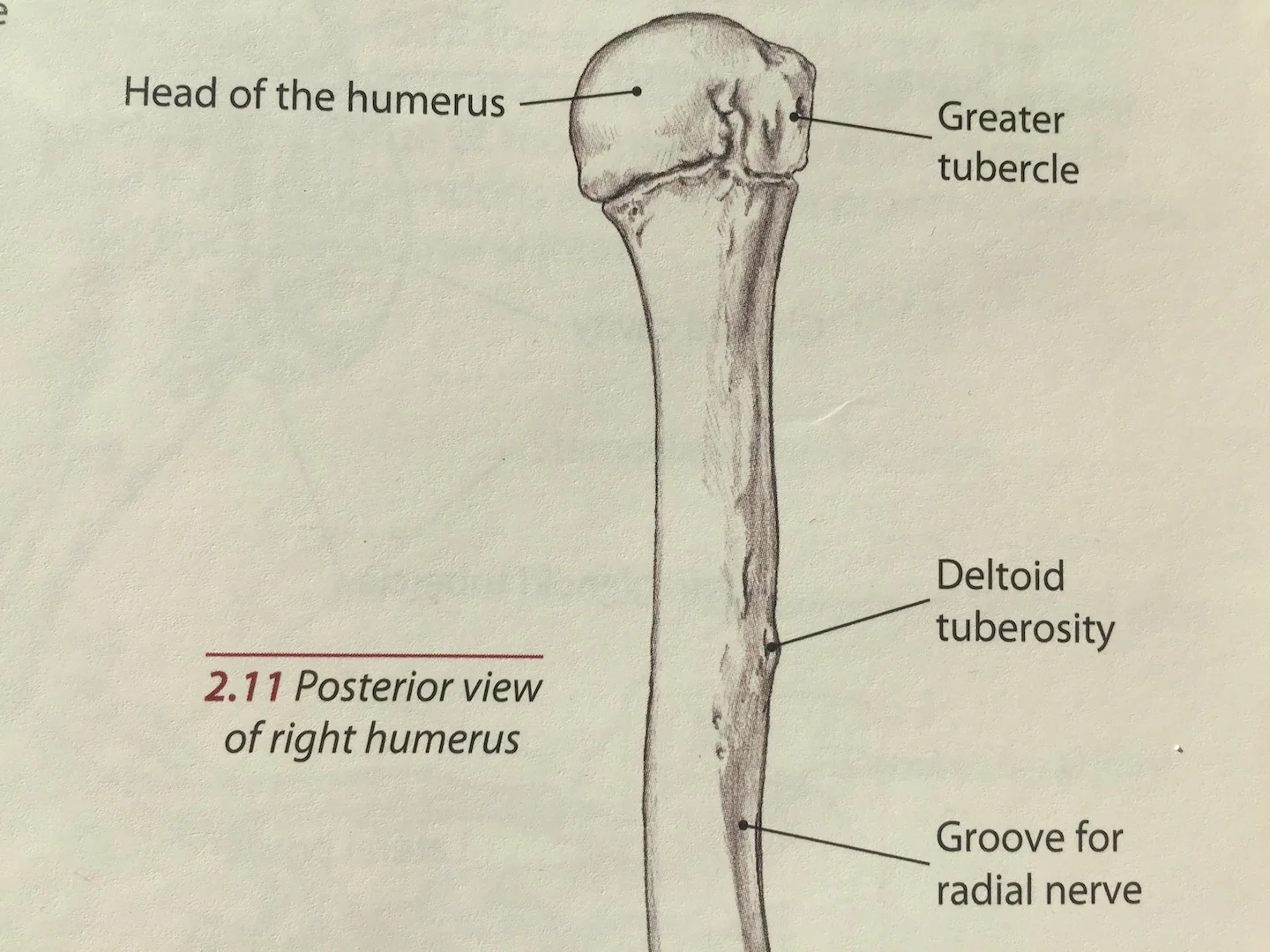 Bony Anatomy Of Shoulder