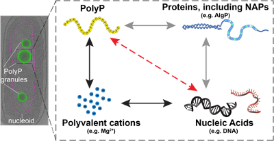 PUBLICATIONS — The Racki Lab