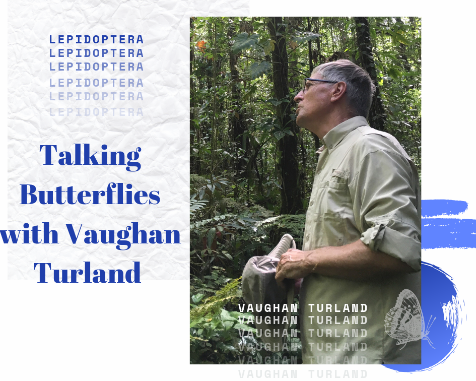 Talking Butterflies with Vaughan Turland — Jamaican Petrel