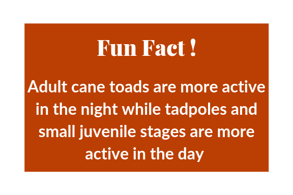 Cane Toad — Jamaican Petrel