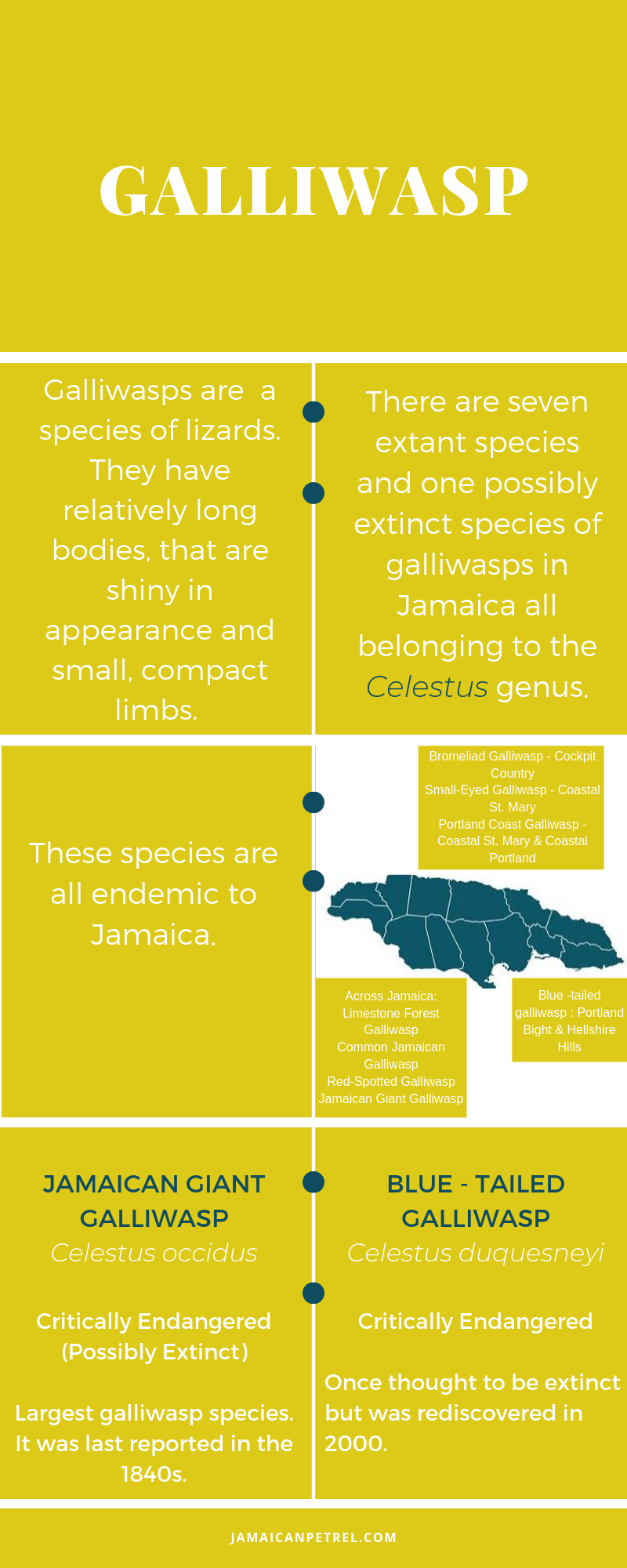Galliwasp Infographic — Jamaican Petrel