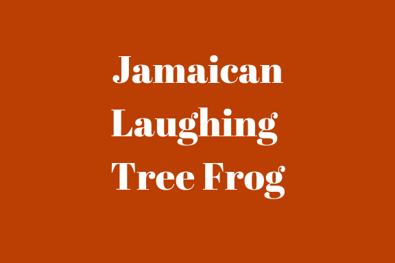 Amphibians — Jamaican Petrel