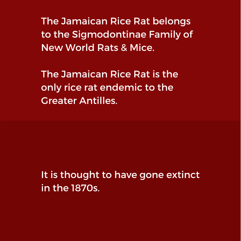 Jamaican Rice Rat — Jamaican Petrel