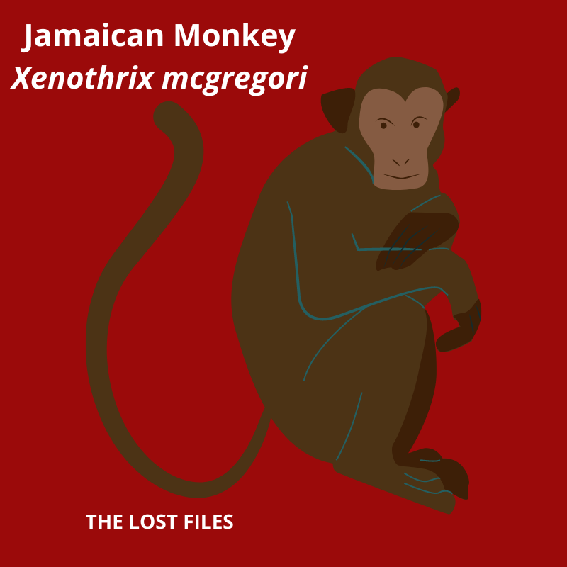 Extinct Species of Jamaica — Jamaican Petrel