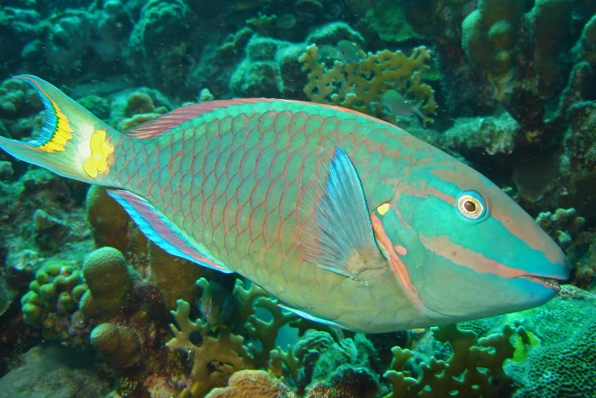 PARROTFISH — Jamaican Petrel