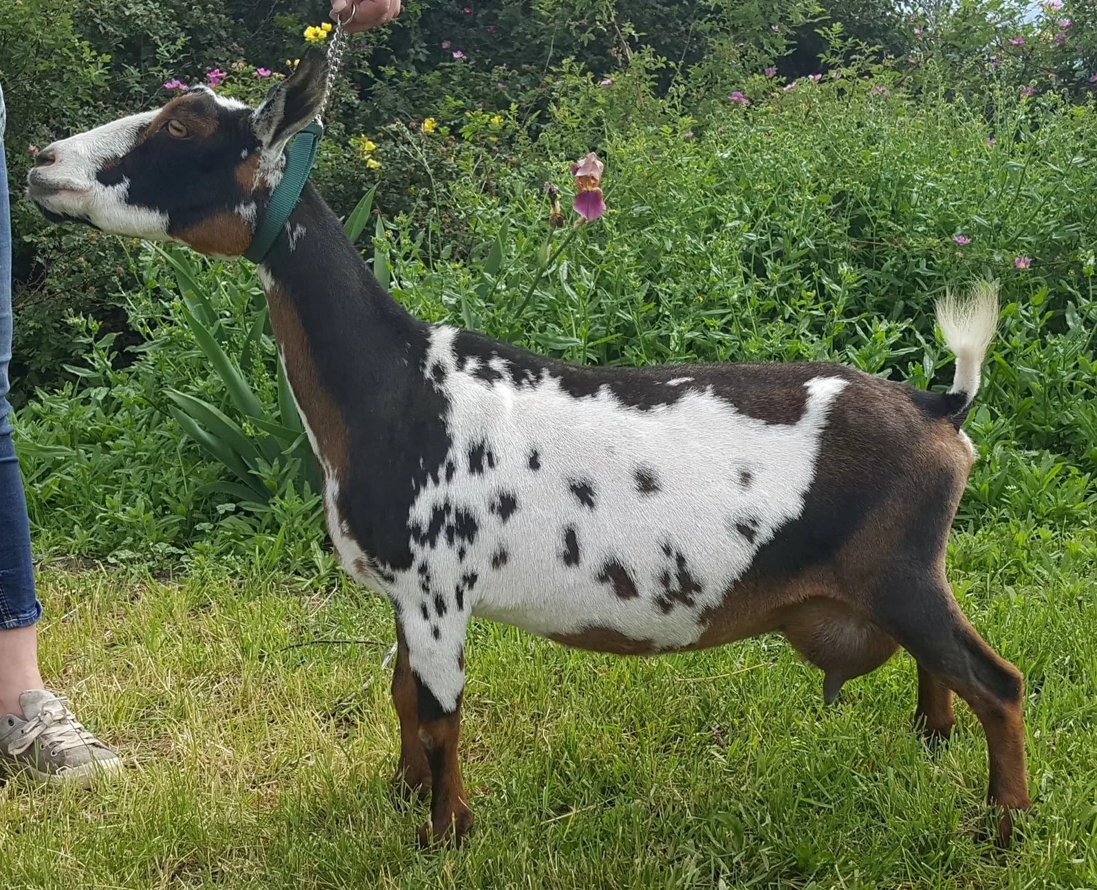 Ponyo — Coyote Kidz Dairy Goats