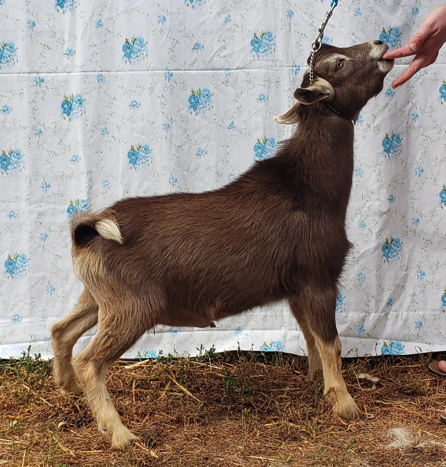 Rob Roy — Coyote Kidz Dairy Goats