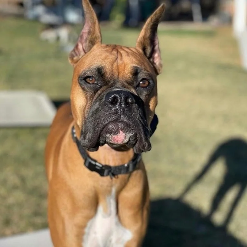 Walking With Walter Dog Training