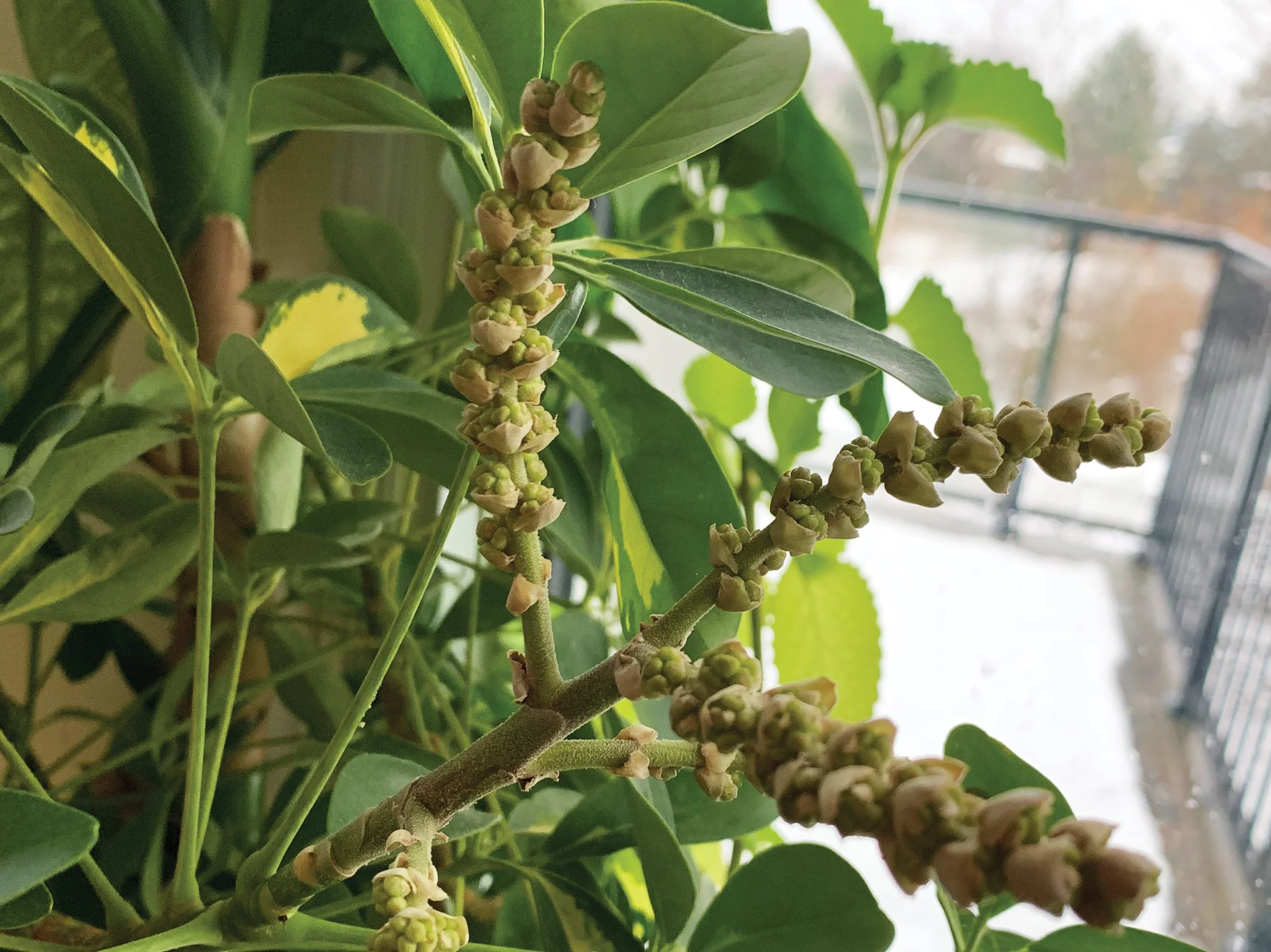 GET GROWING! - My umbrella plant puts previous avatar in the shade ...