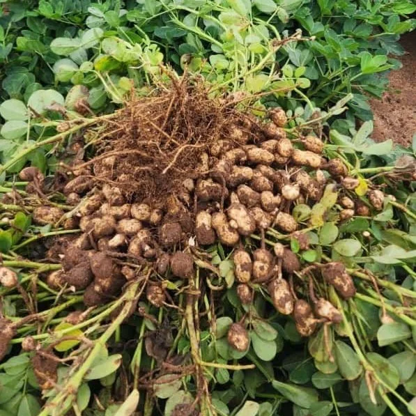 ipg varieties — International Peanut Group