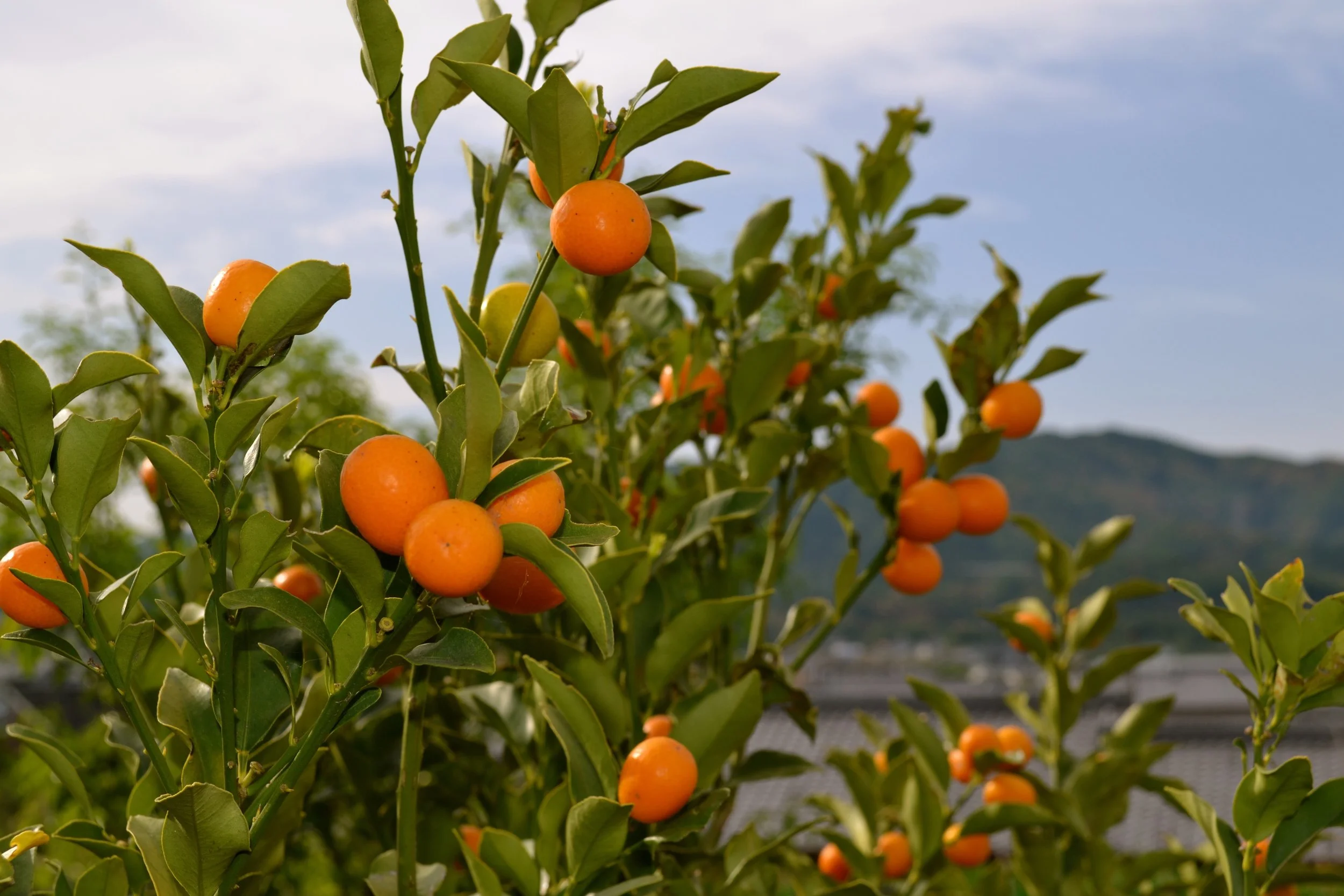 Arida — A Travelling Foodie in Japan