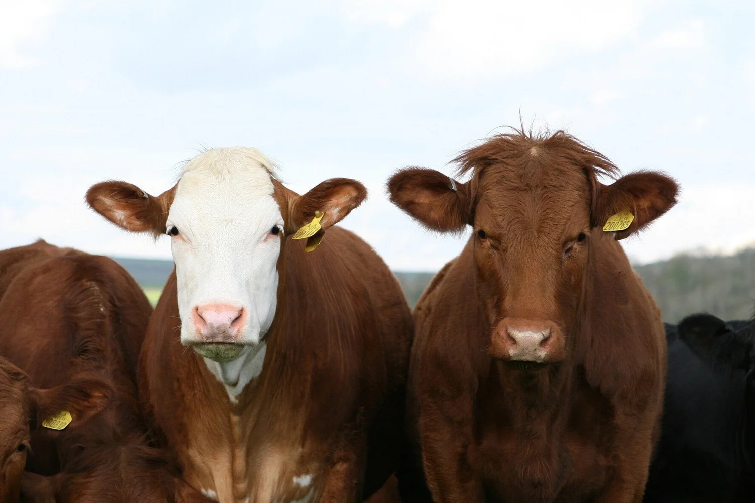 Śraddhāpa Translation