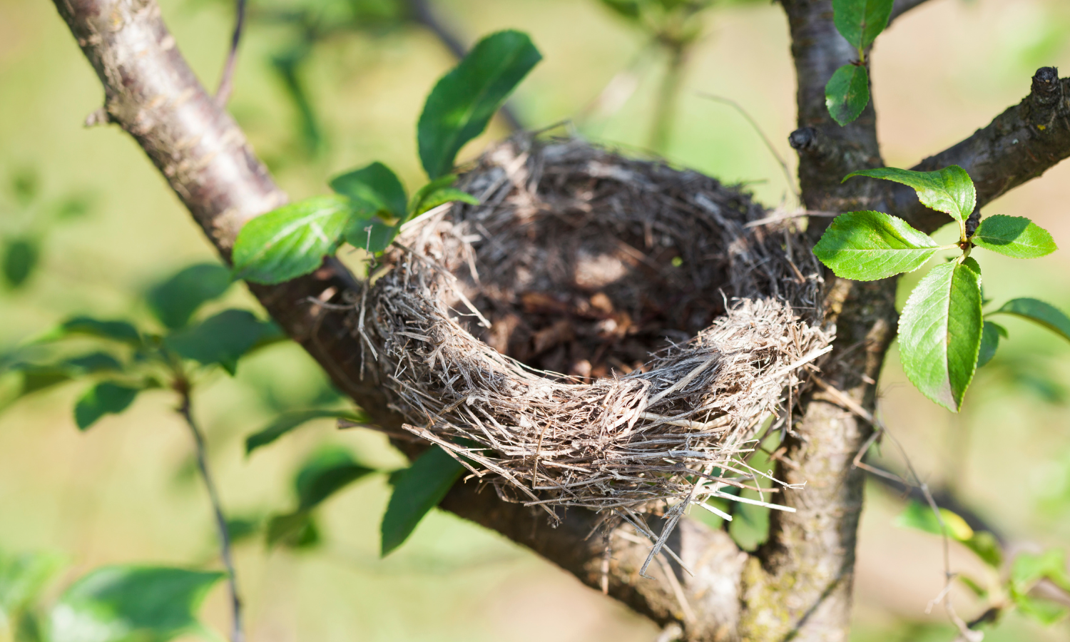 Embracing the Empty Nest: A Journey to What's Next — Darla Beam ...