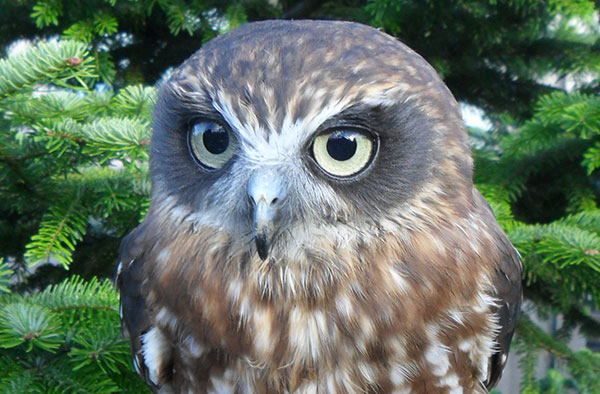 Scottish Owl Centre