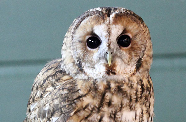 Scottish Owl Centre