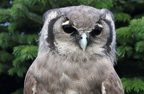 Scottish Owl Centre