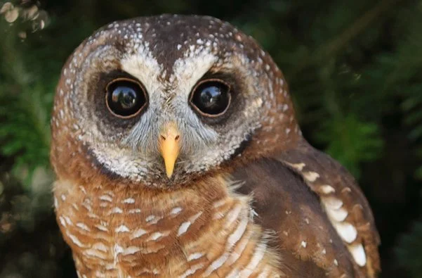Scottish Owl Centre