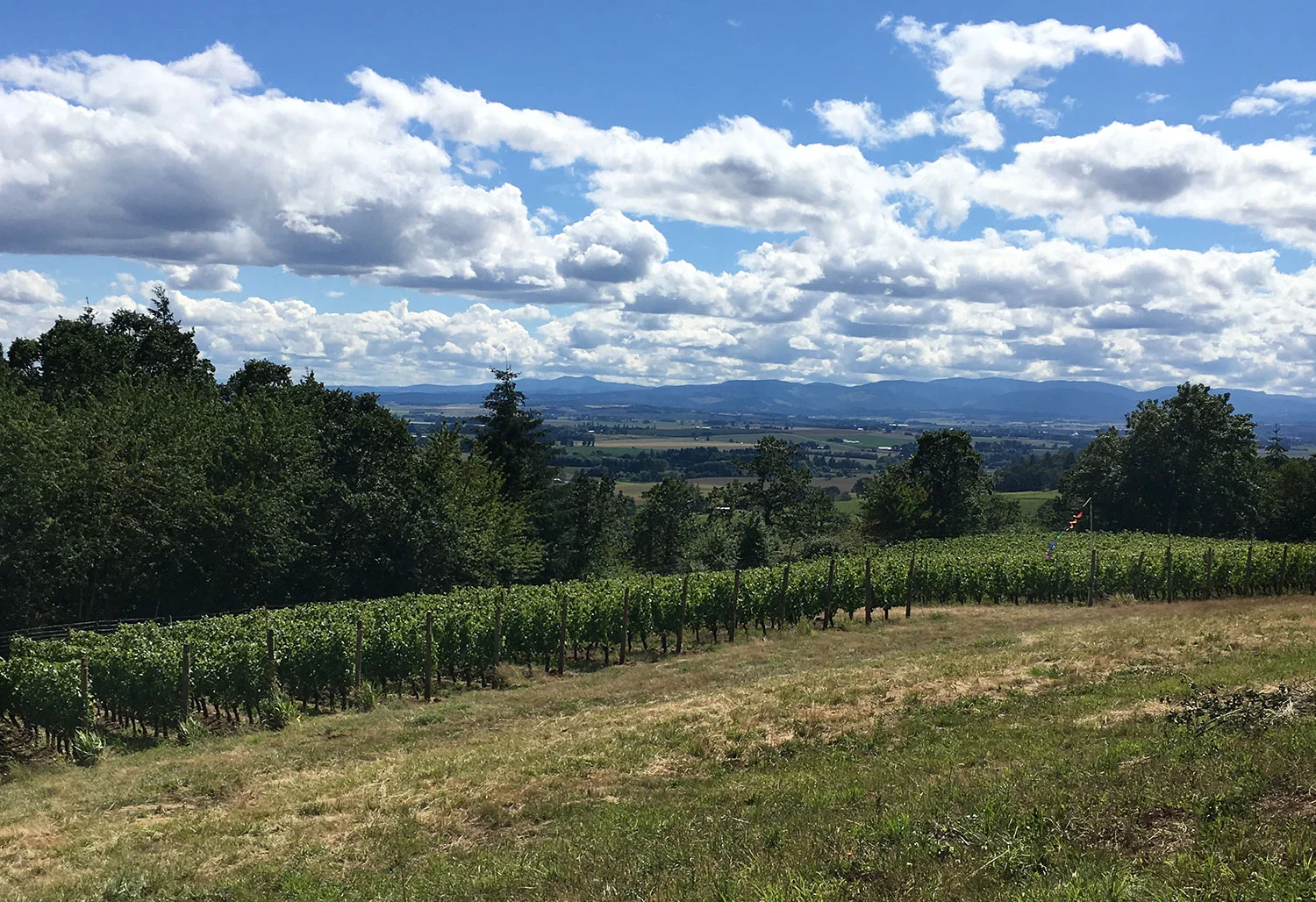 Matzinger Davies Wine Company