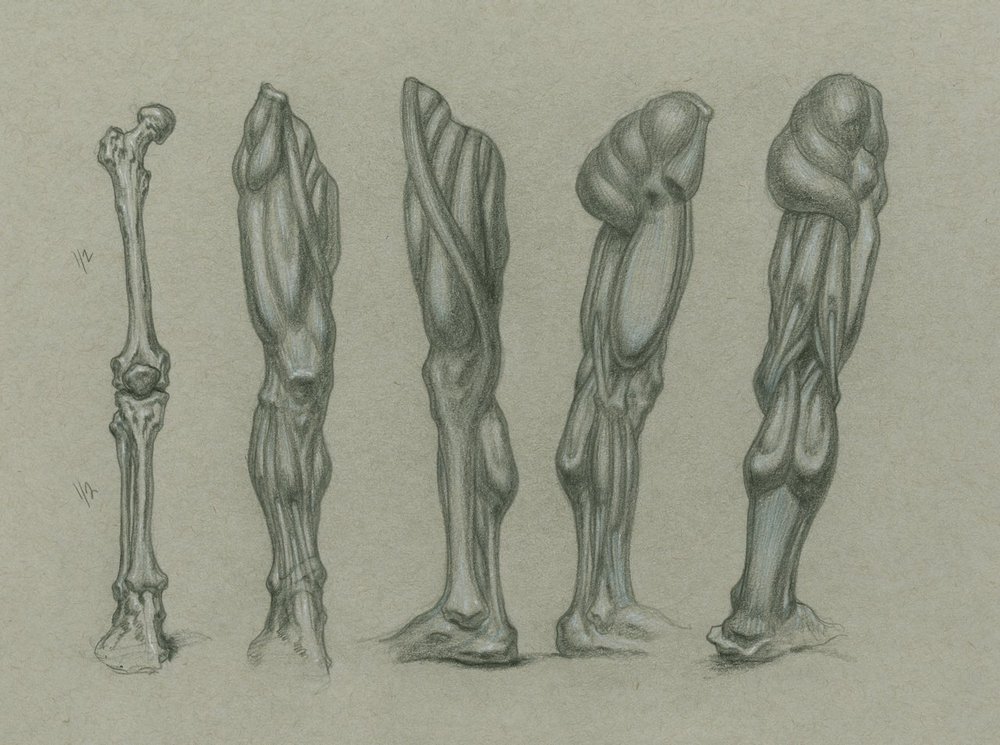 Lower Limb Drawing