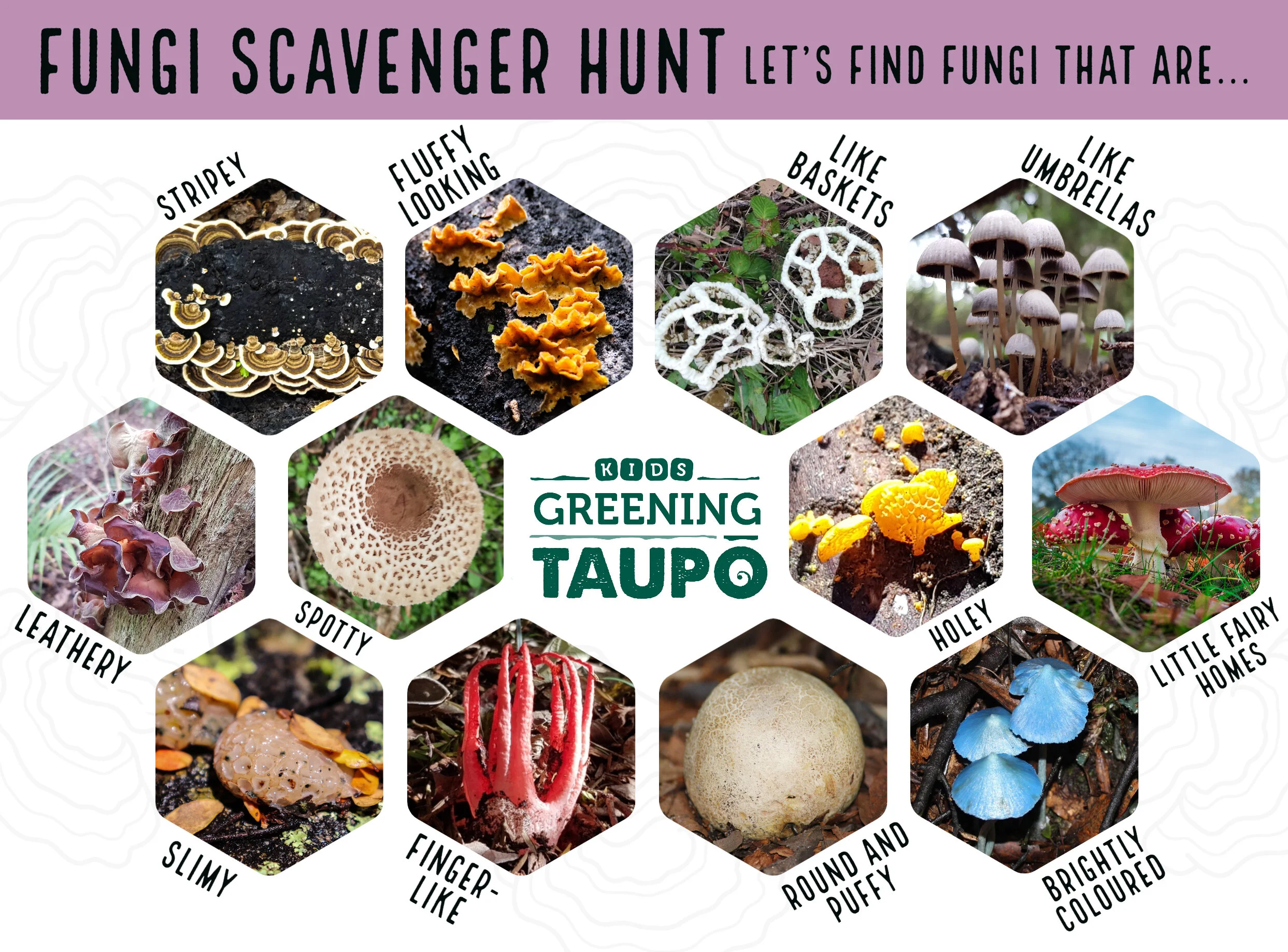 Funky Fungi of Aotearoa — Kids Greening Taupo | Learning Through Nature