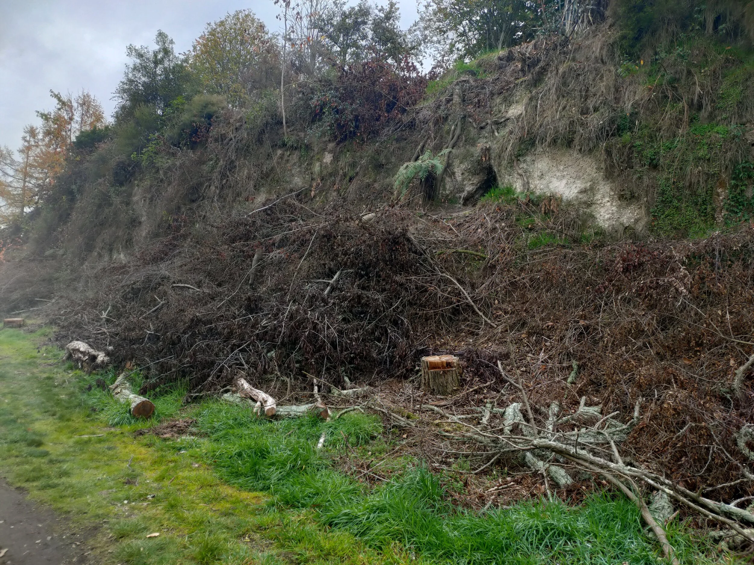 Waipahihi Gully Development Project 2021 — Kids Greening Taupo ...