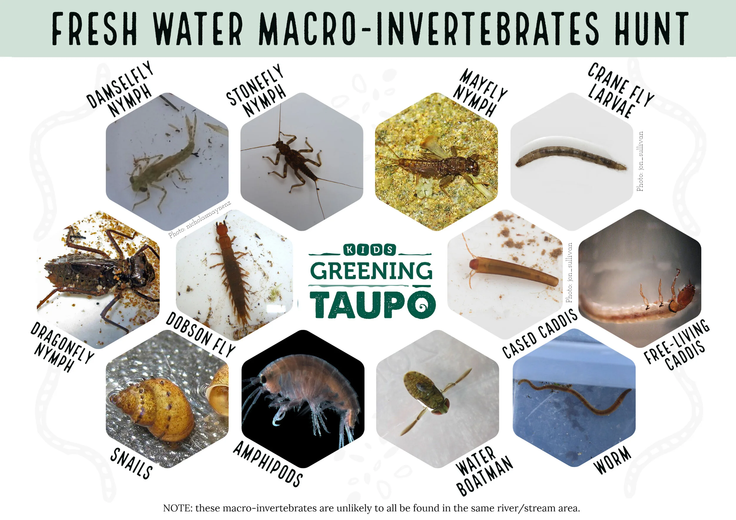 River Ecosystems — Kids Greening Taupo | Learning Through Nature