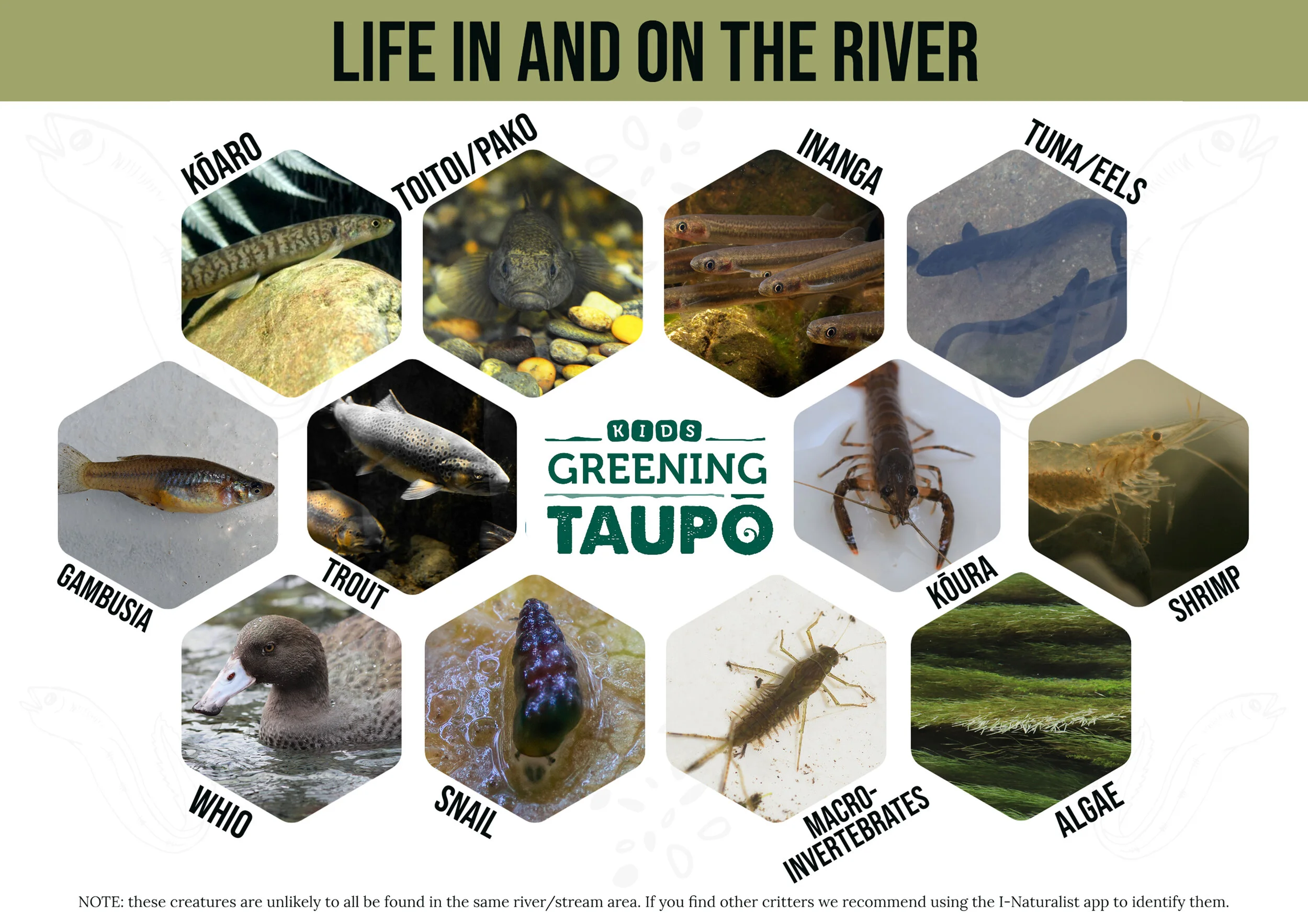 River Ecosystems — Kids Greening Taupo | Learning Through Nature