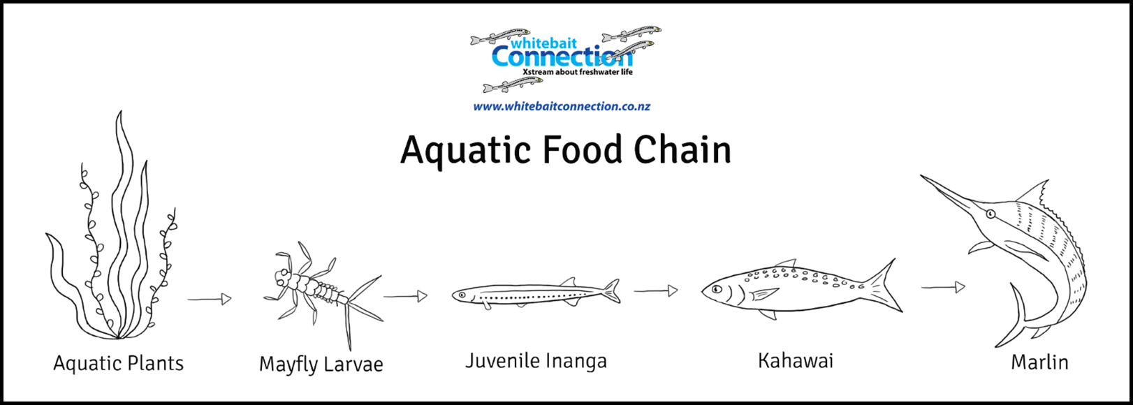 Freshwater Food Chain For Kids