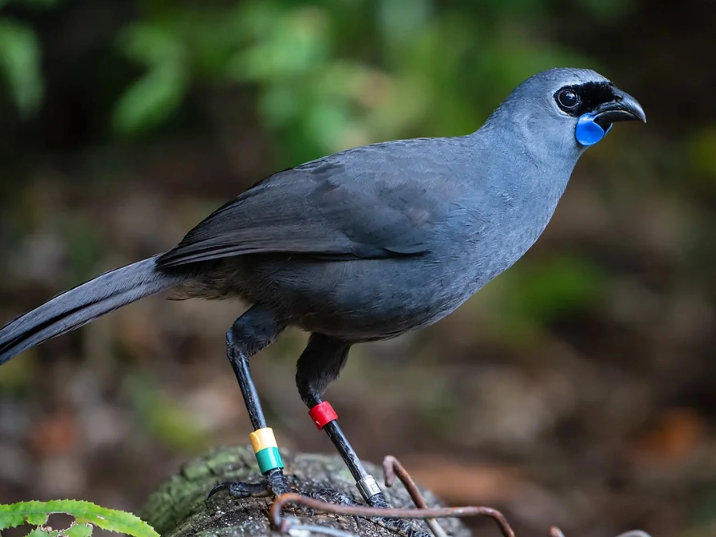 Field Trip: Working Bee Pureora — Project Tongariro