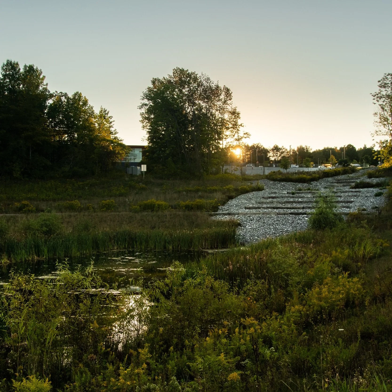 D.M. Wills Associates Limited