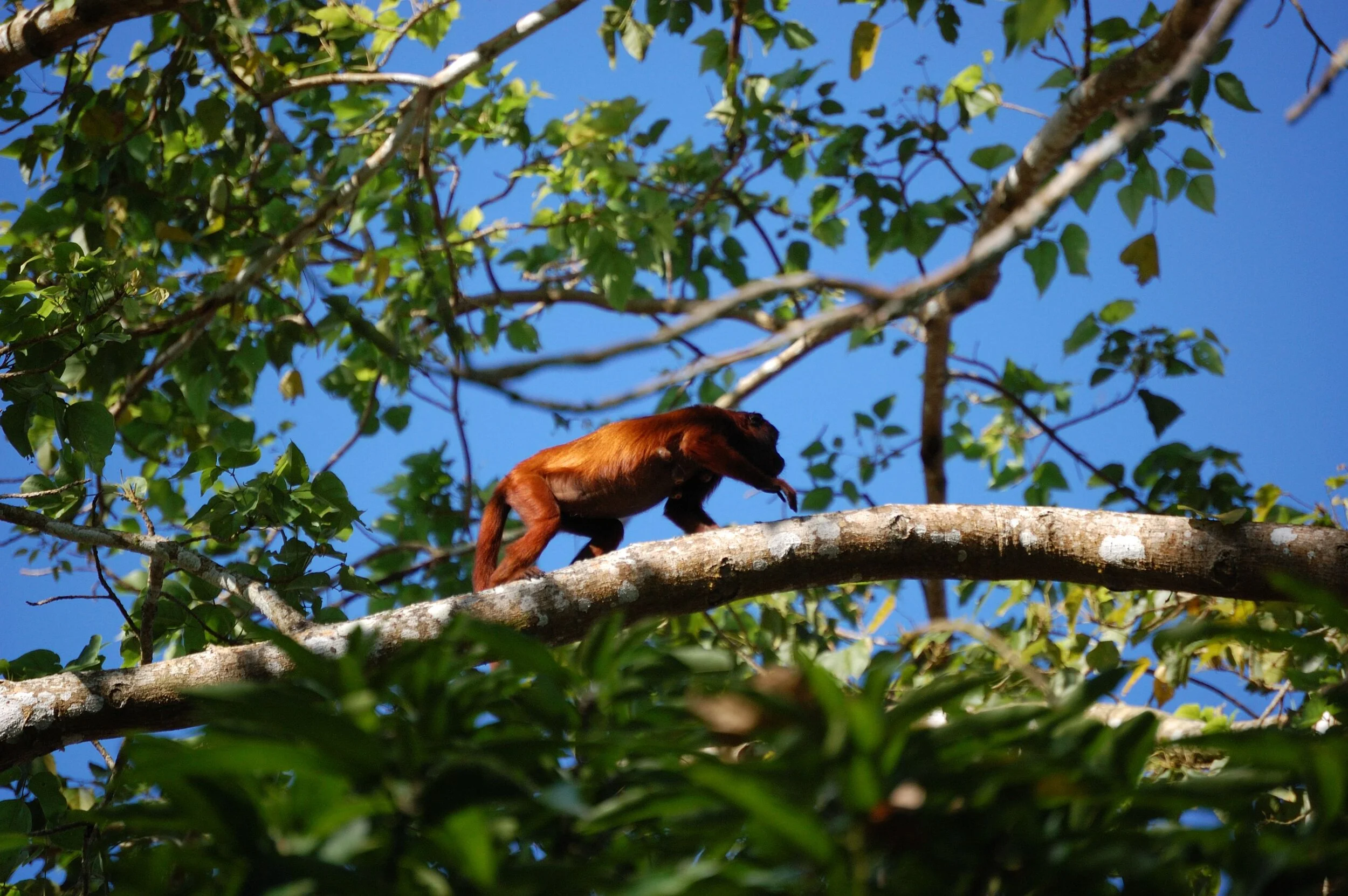 Tambo Blanquillo | Meet Manu National Park