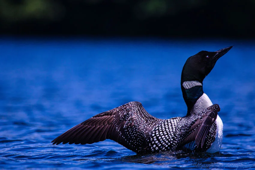 Mortimer Sands — Alyssa M Kline Photography