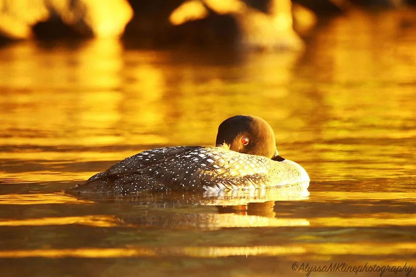 Mortimer Sands — Alyssa M Kline Photography