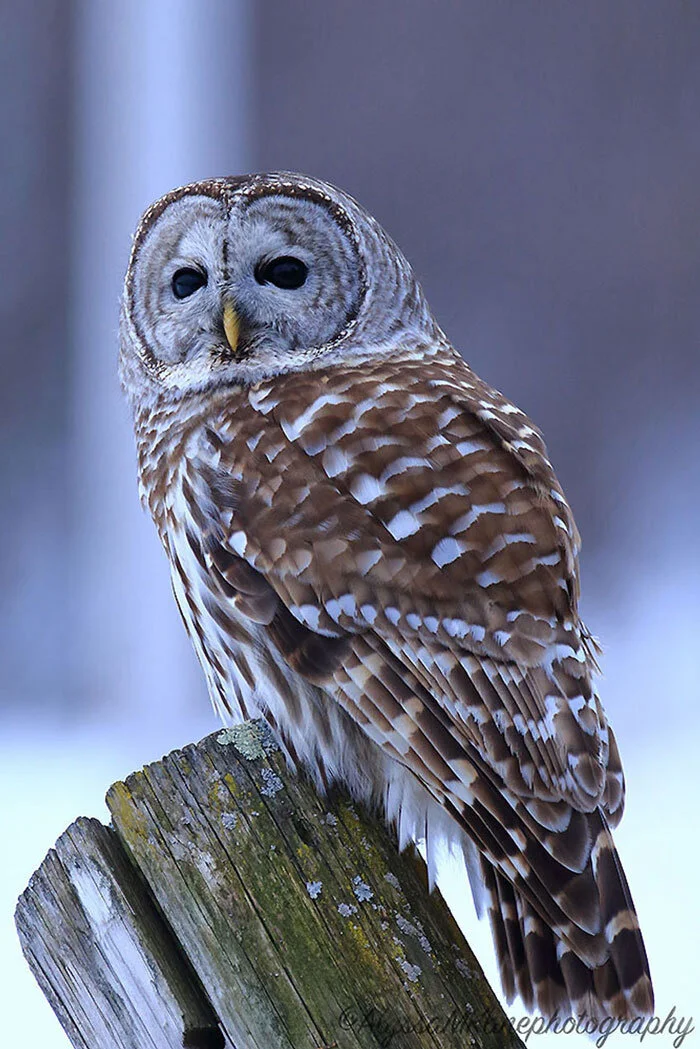 Mortimer Sands — Alyssa M Kline Photography