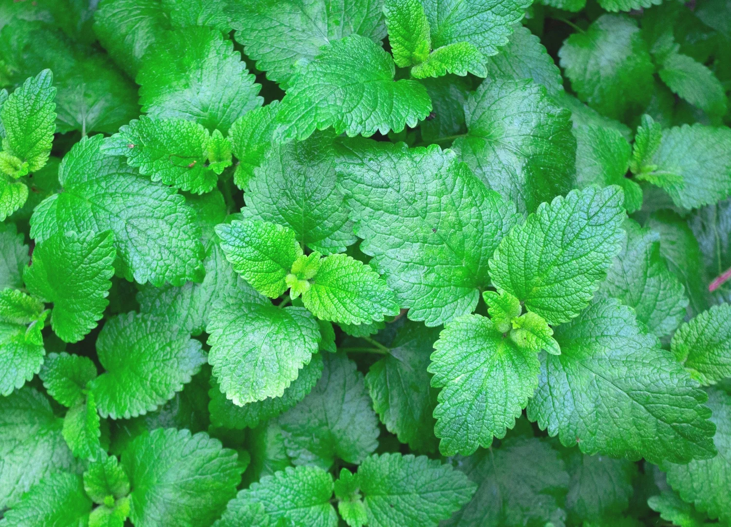 Invasive vs. Aggressive Plants: Why Gardeners Must Know the Difference ...