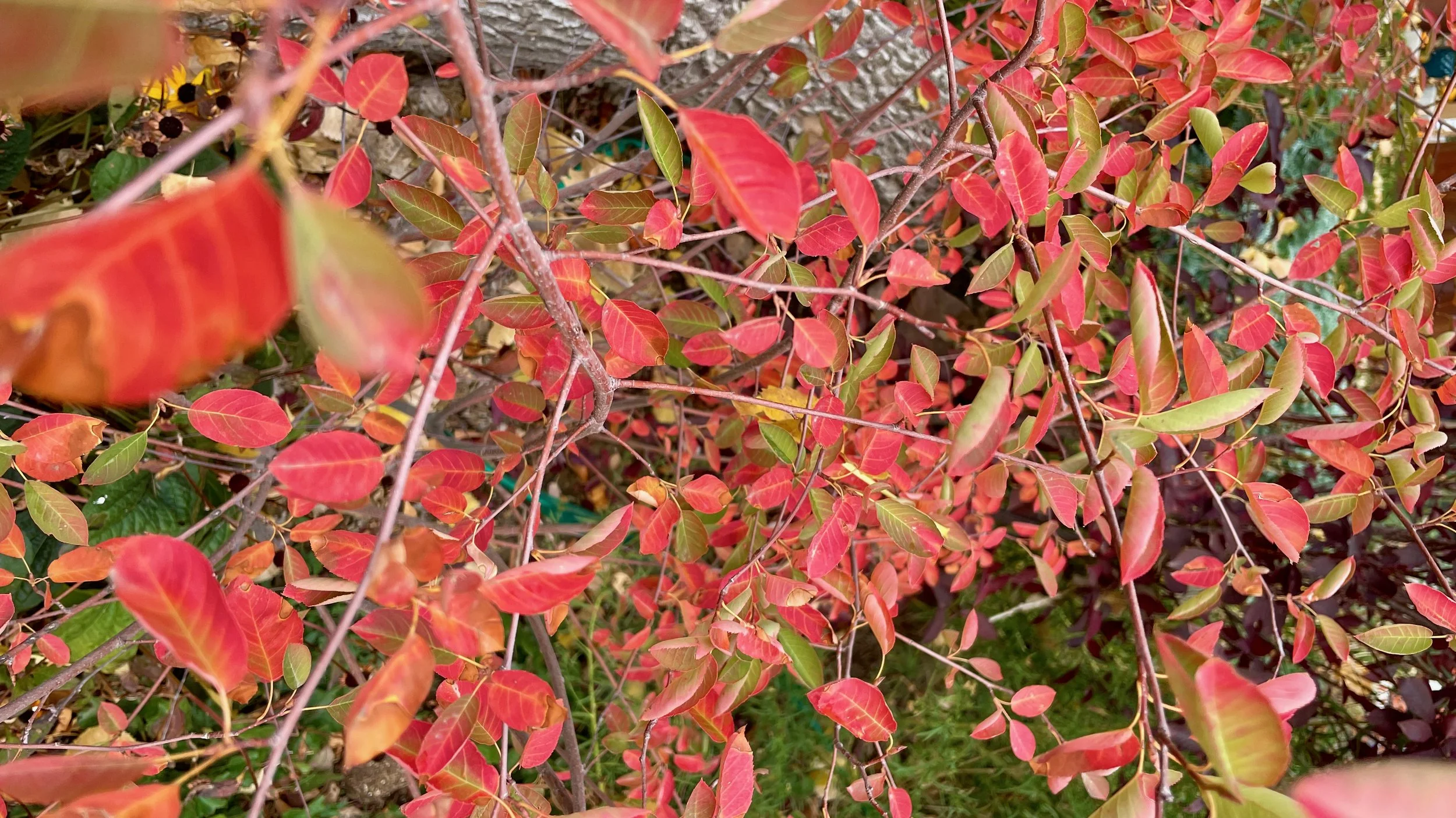 Why Amelanchier Trees Are a Must-Have for Your Garden: Benefits ...