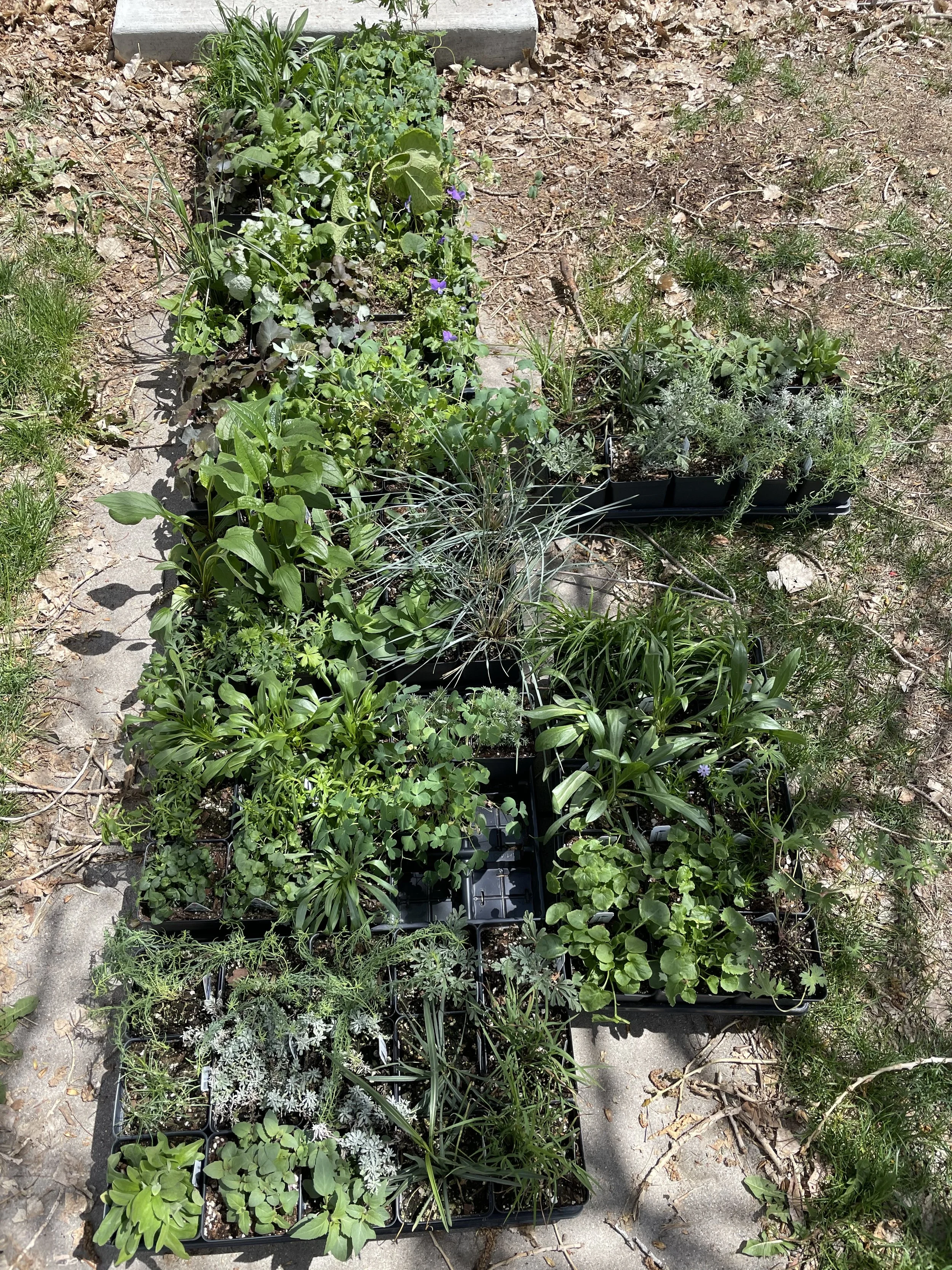 🌱 Right Plant, Right Place: How to Choose the Perfect Plants for Your ...