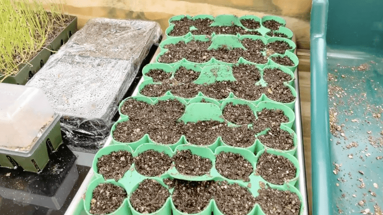 Essential Seed Starting Gear & Tools: Must-Have Equipment for Gardeners ...