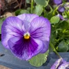 Chaos Gardening Explained: How to Start (and Succeed) with This Wild ...