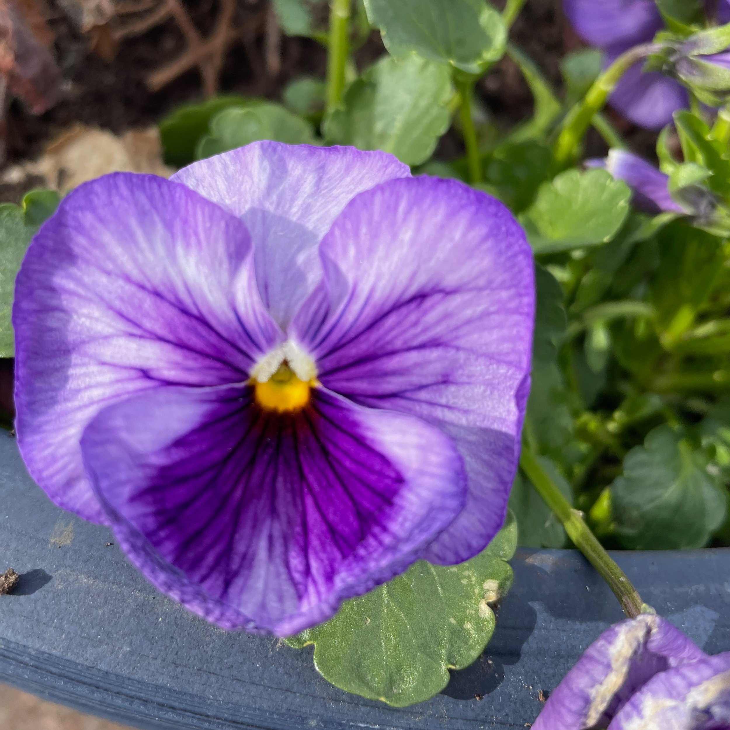 Chaos Gardening Explained: How to Start (and Succeed) with This Wild ...