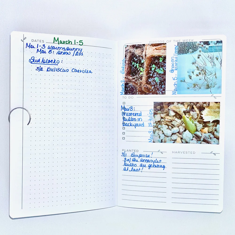 How to Know When to Start Seeds: Inside or Outside, and Following Seed ...