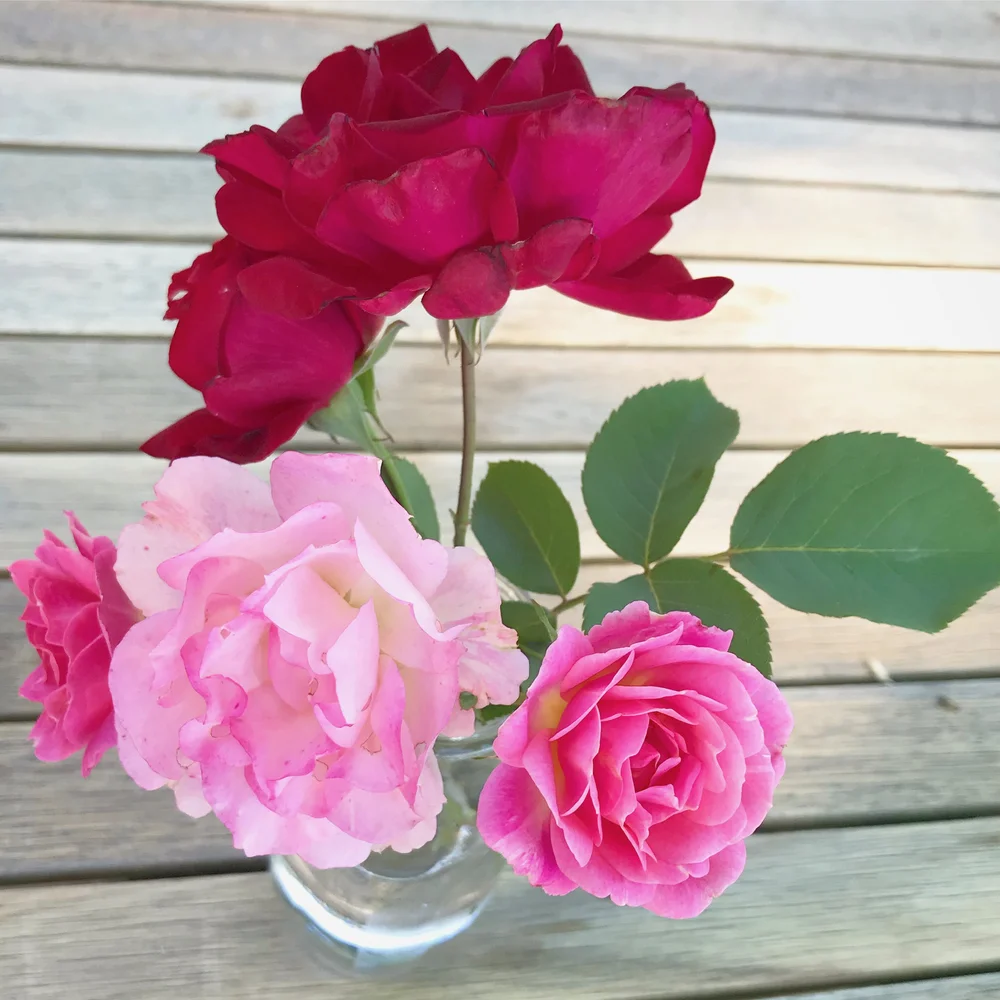 Choosing and Planting Roses for St. Louis, Missouri: Tips for a ...