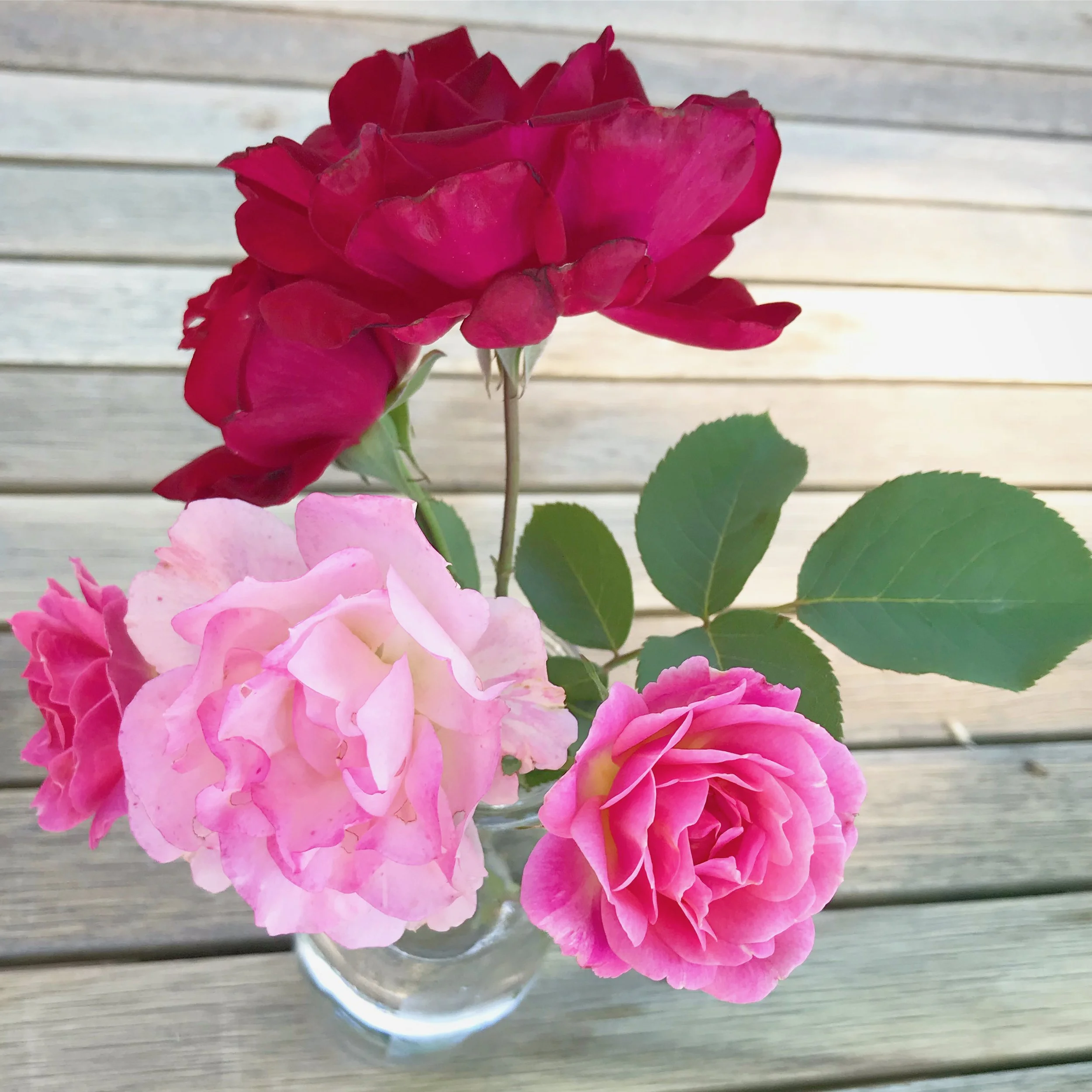 Choosing and Planting Roses for St. Louis, Missouri: Tips for a ...