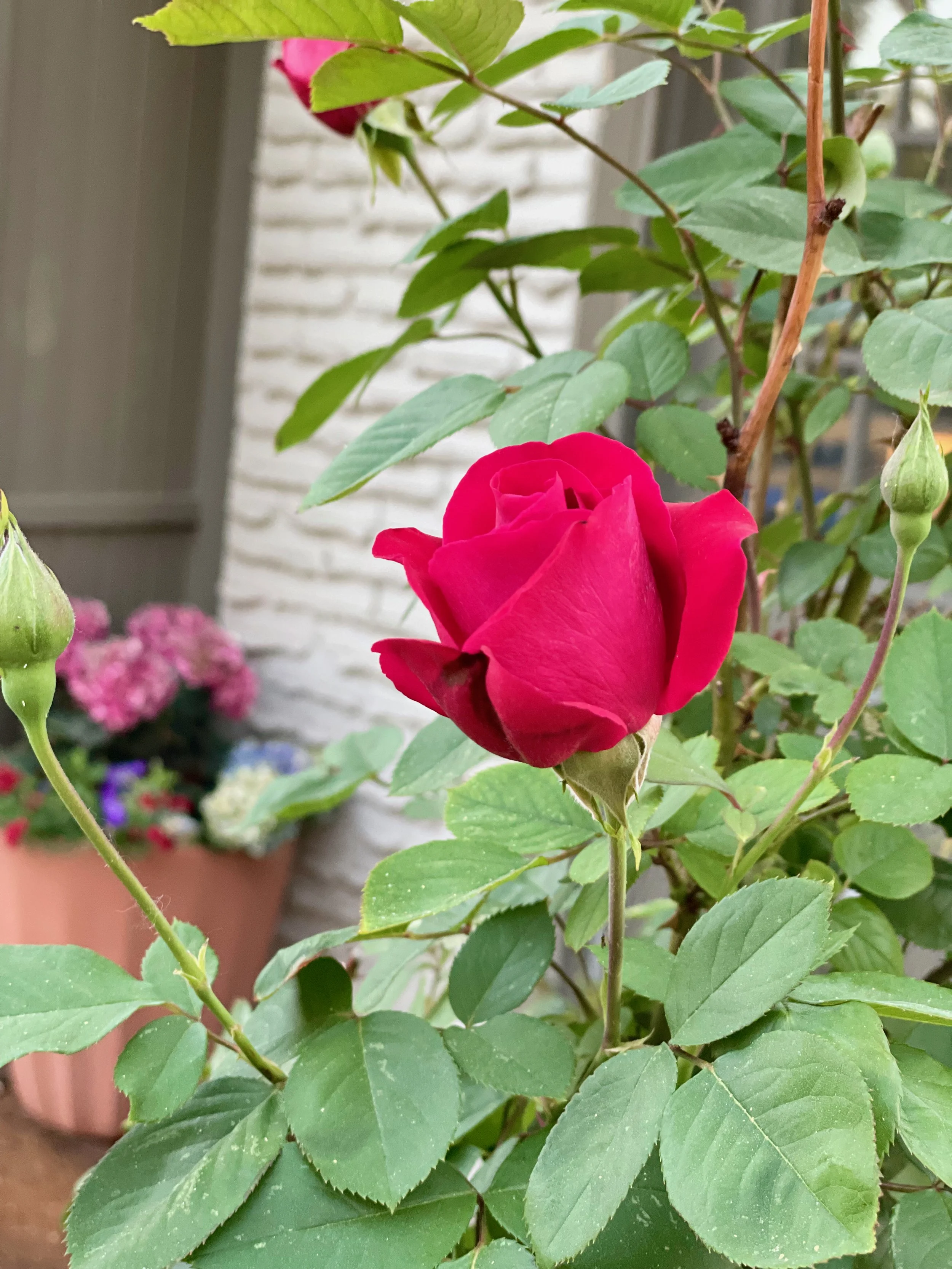 How to Choose the Right Roses — Mid Modern Mama
