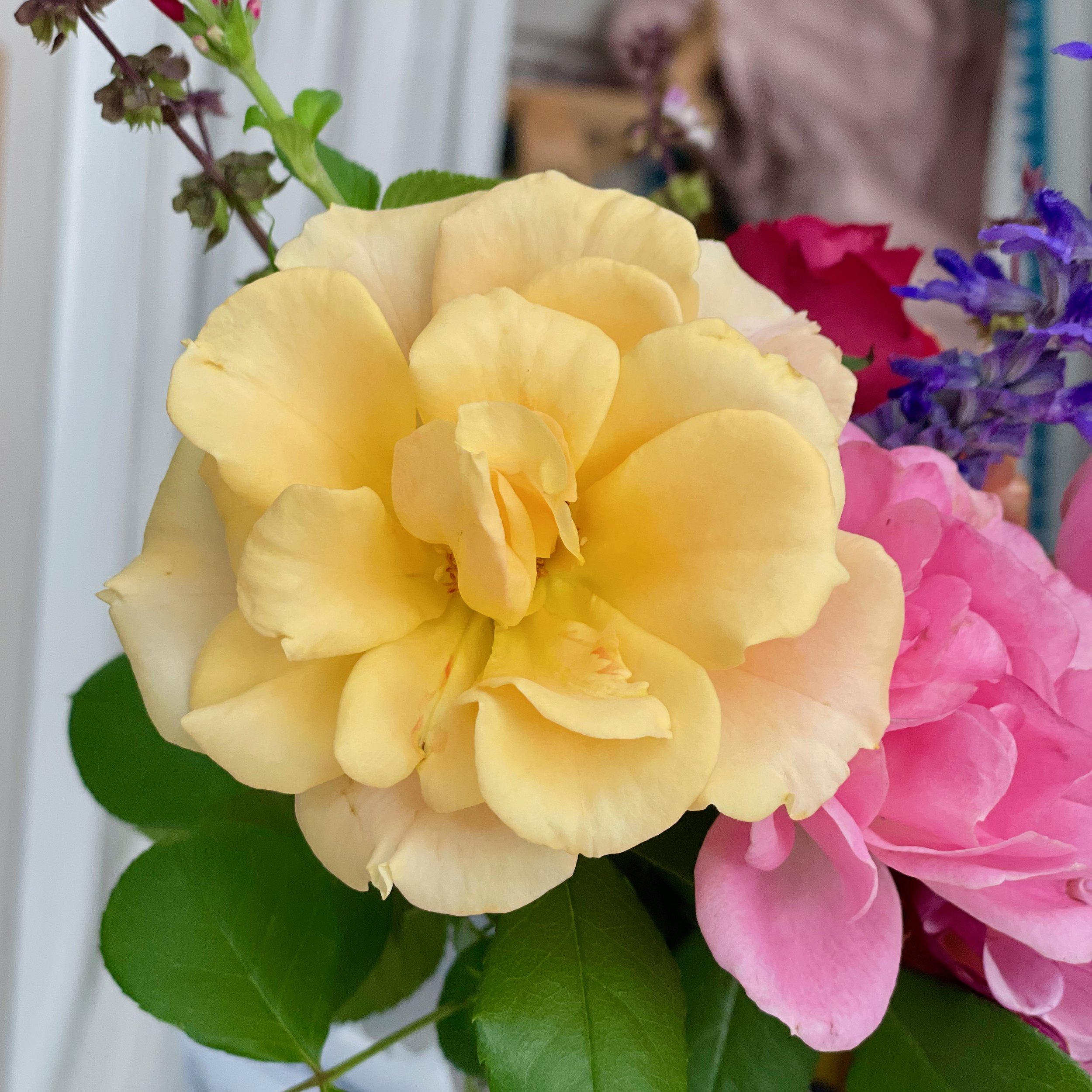 Choosing and Planting Roses for St. Louis, Missouri: Tips for a ...