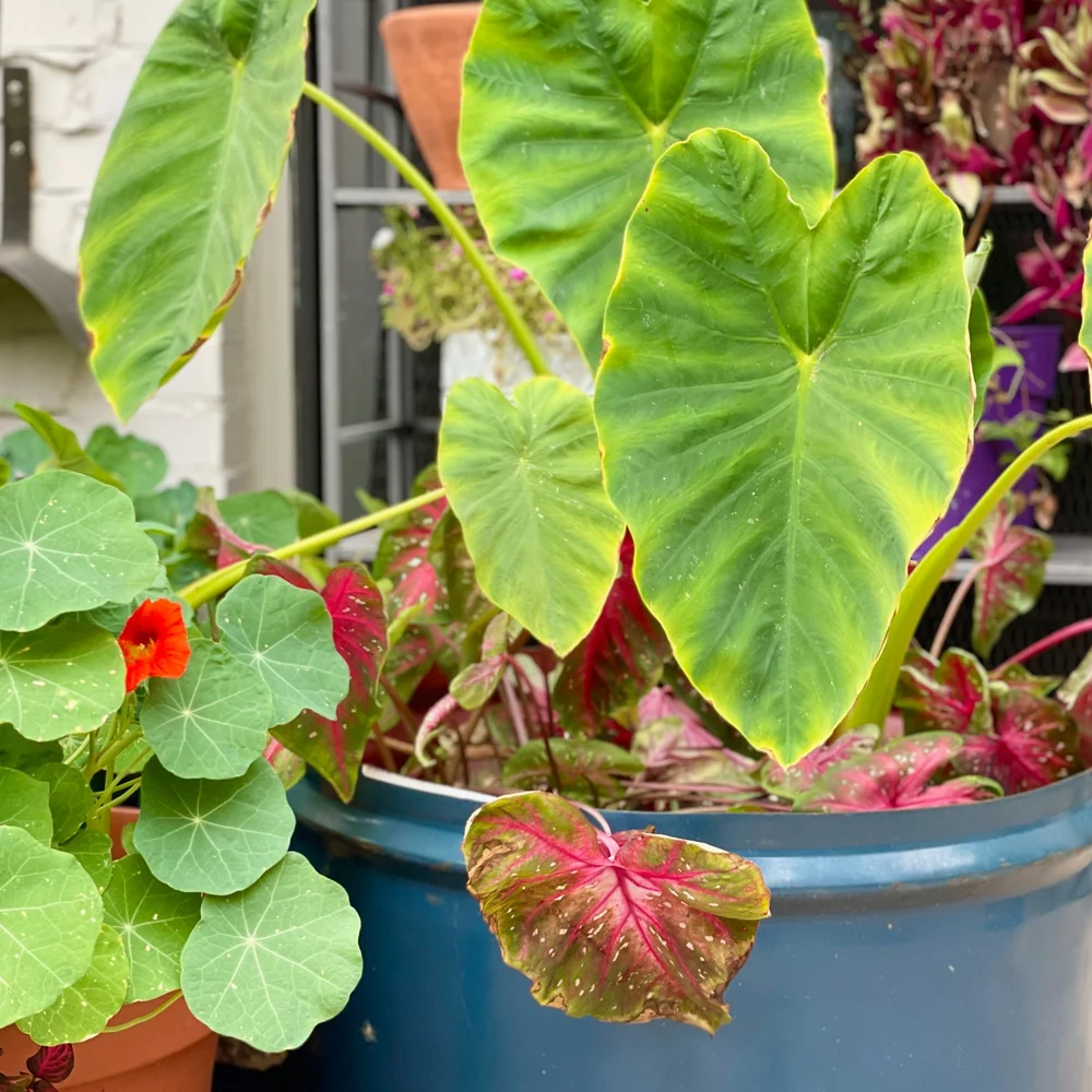How to Make a Planter from a Trash Can: Creative DIY Gardening Project ...