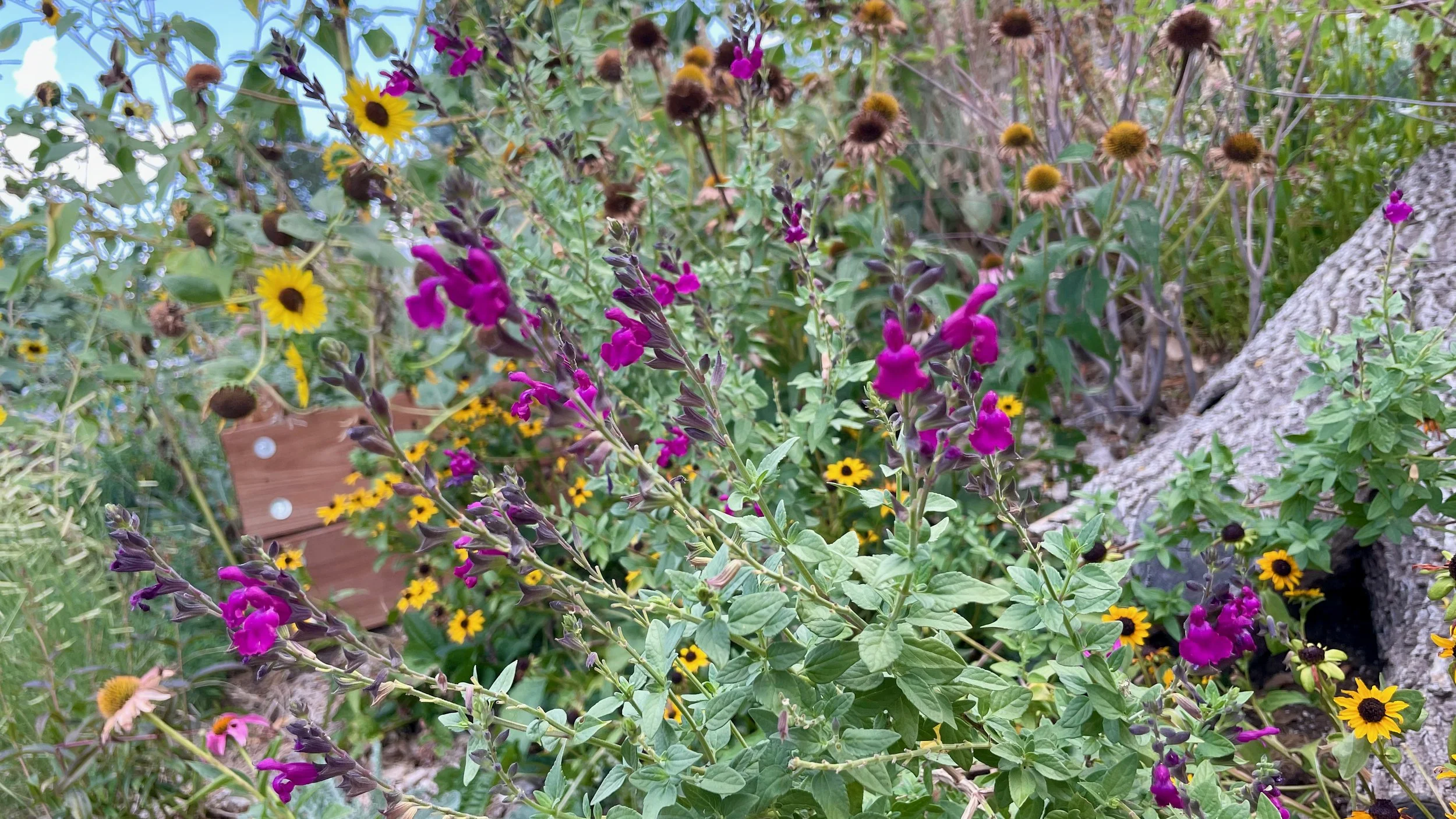 Prairie-Style Gardens: What I Learned Visiting One of North America’s ...